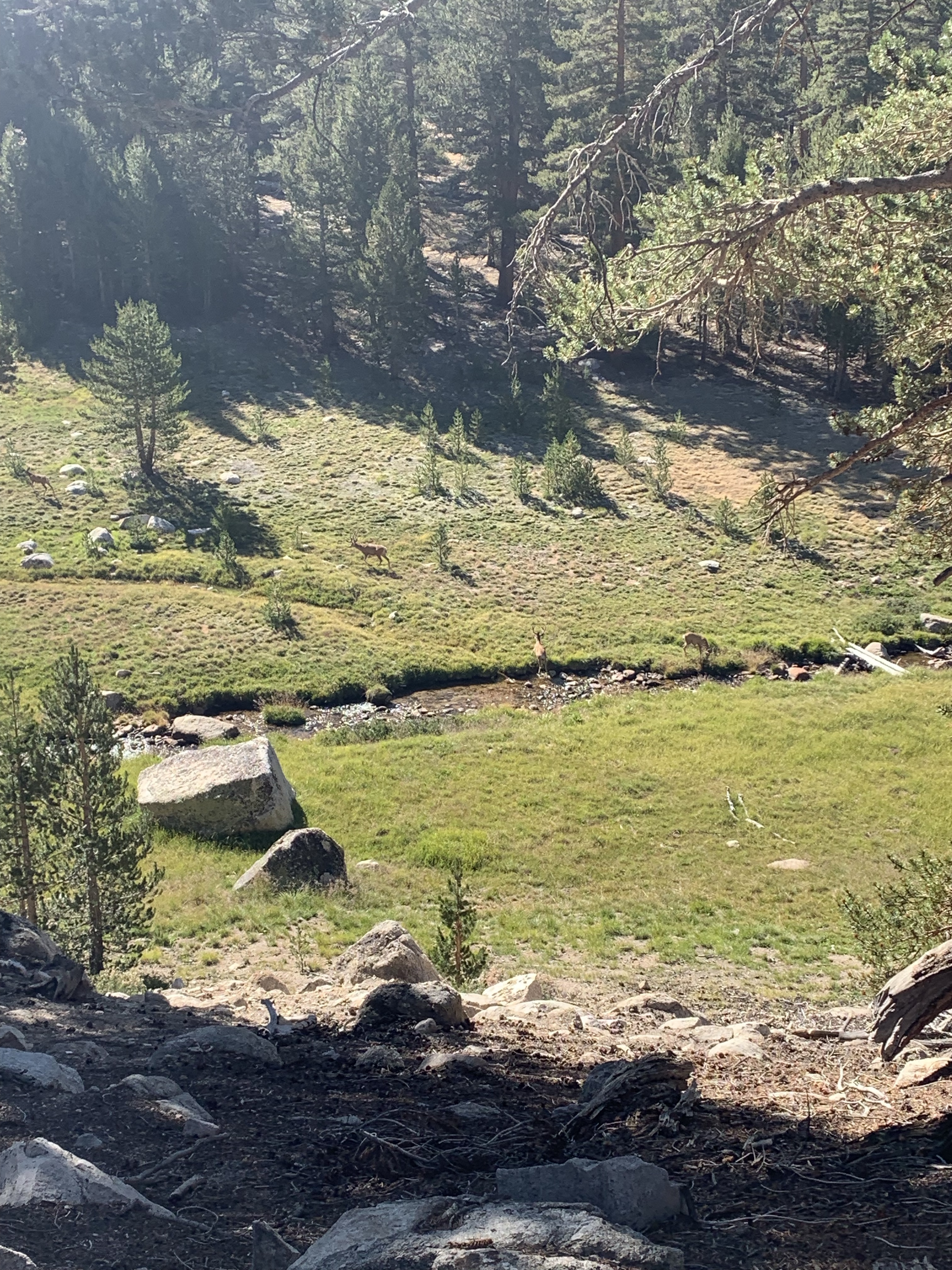 Day 6 of the High Sierra Trail: Crabtree Meadow to Guitar Lake – MEG HIKES